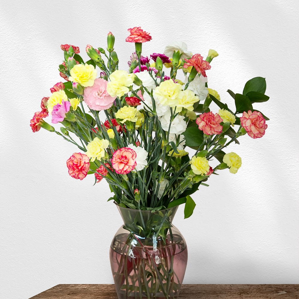 Spray Carnations - Classic Flowers